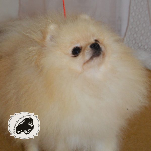 Variantes et déclinaisons de Spitz nain de nos élevages - Du royaume ...