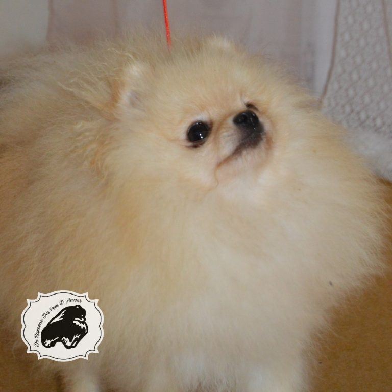 Variantes et déclinaisons de Spitz nain de nos élevages - Du royaume ...