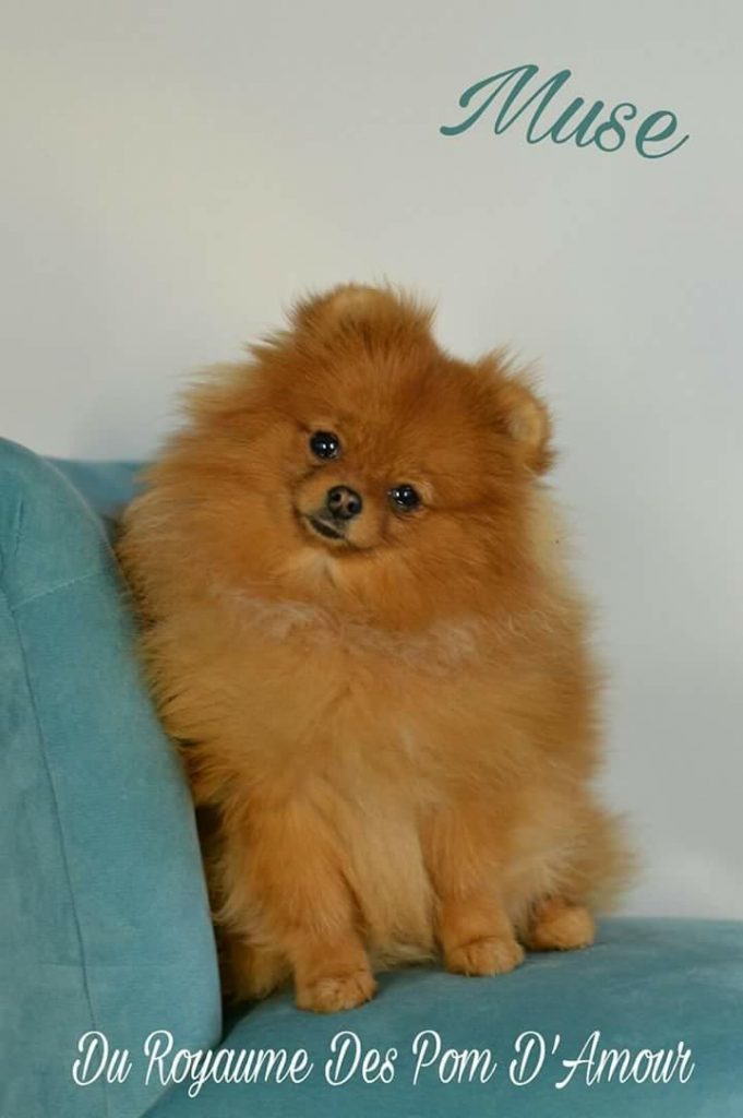 Variantes et déclinaisons de Spitz nain de nos élevages - Du royaume ...