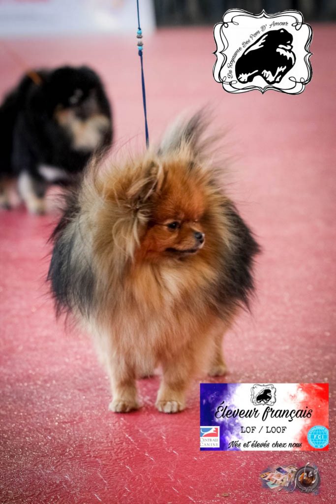 Variantes et déclinaisons de Spitz nain de nos élevages - Du royaume ...