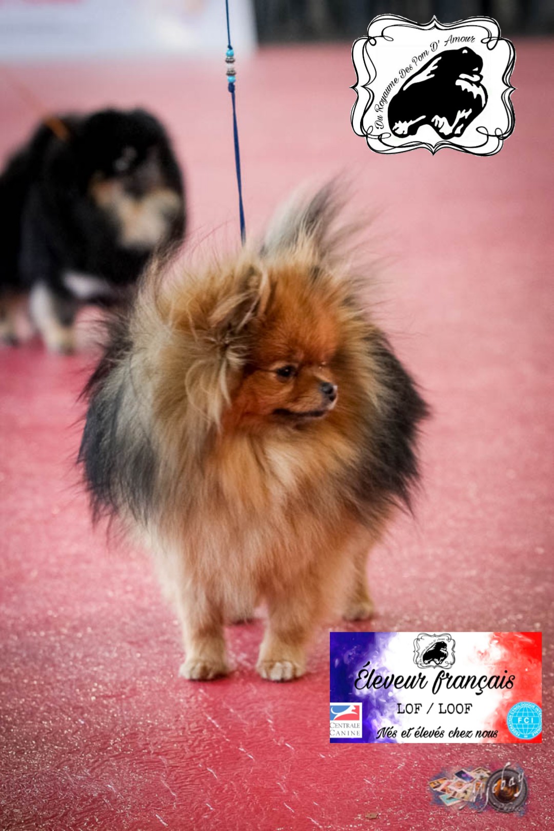 Variantes et déclinaisons de Spitz nain de nos élevages - Du royaume ...